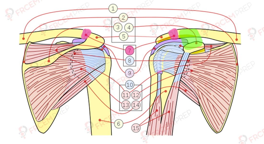 Sternoclavicular joint and Acromioclavicular joint - FRCEM prep