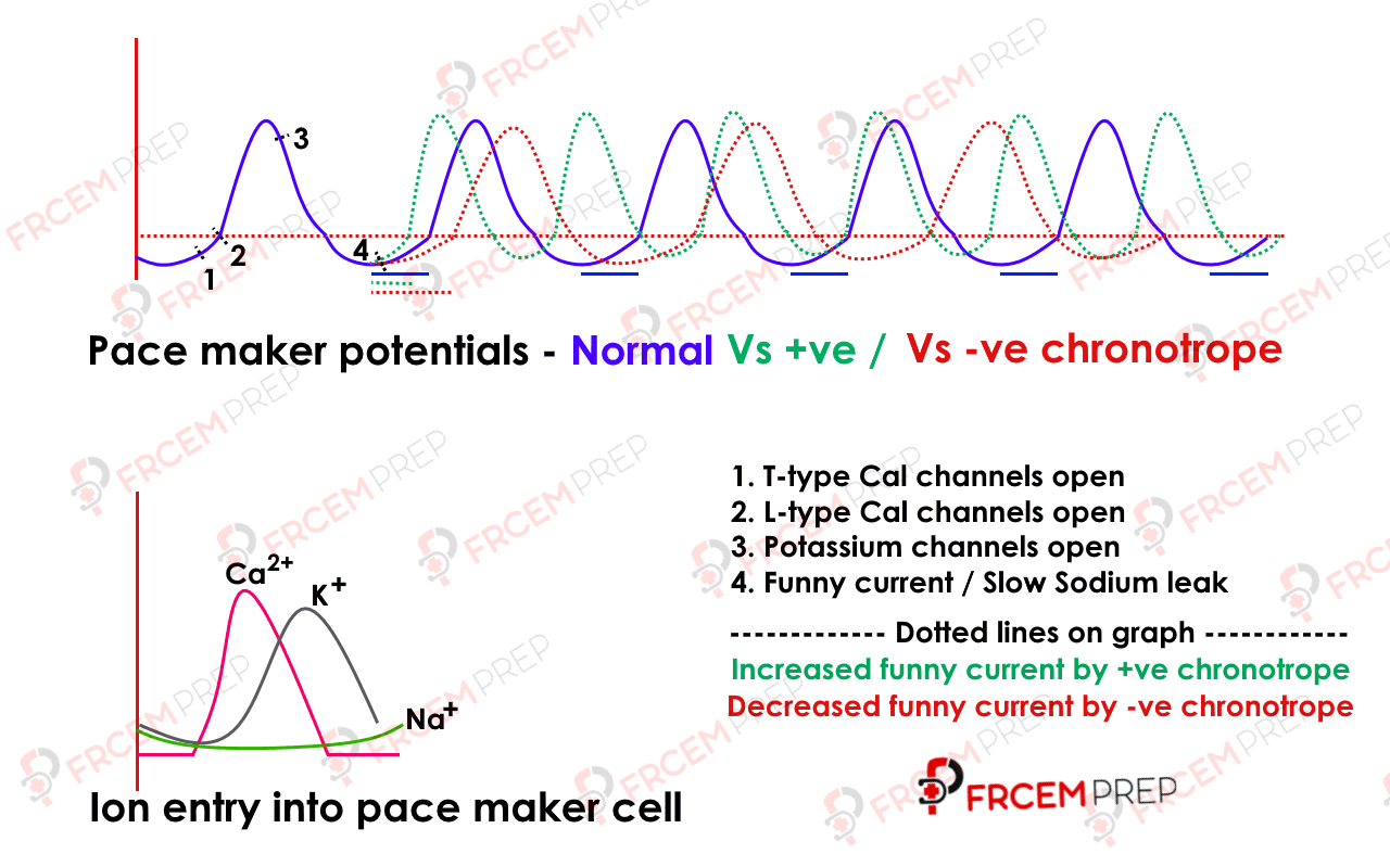 Action potential - FRCEM prep