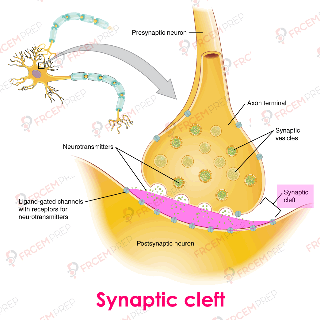 Autonomic nervous system - FRCEM prep